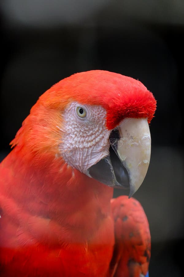 Scarlet Macaw Macaw Close Up Stock Photo - Image of fauna, colorful ...