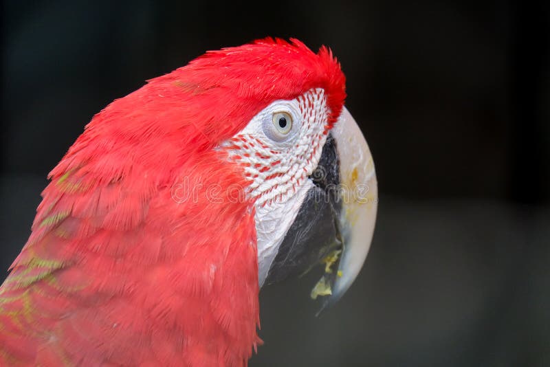 Scarlet Macaw Macaw Close Up Stock Photo - Image of parakeet, nature ...