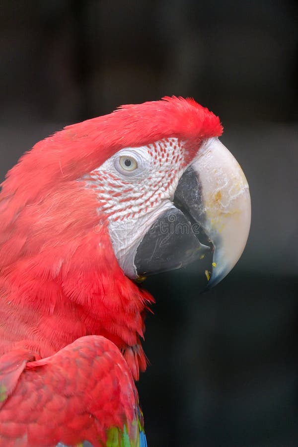 Scarlet Macaw Macaw Close Up Stock Photo - Image of macaw, exotic: 69376308