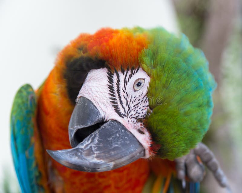 Scarlet macaw stock image. Image of macaw, aviary, endangered - 57931287