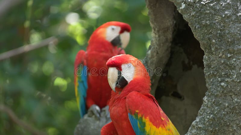 Scarlet Macaw in a Park in Ecuador Stock Footage - Video of ecuador ...