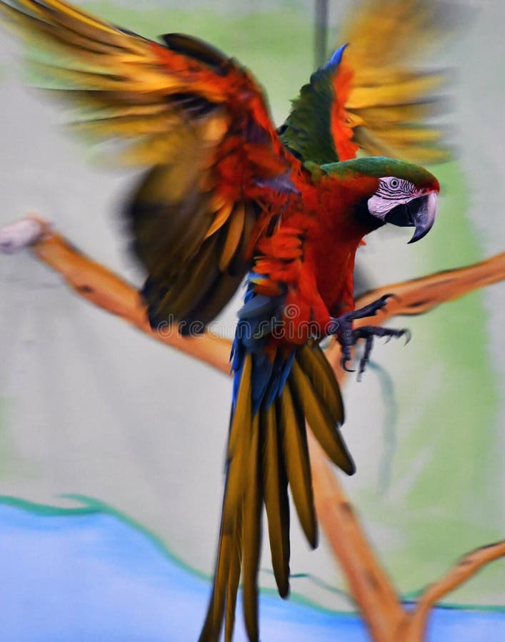Scarlet Macaw Parrot stock image. Image of blue, wings - 258498707