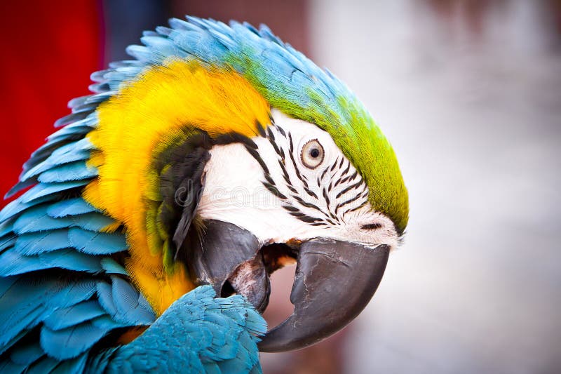 Scarlet Macaw Perch Hello Parrot Stock Photos - Free & Royalty-Free ...