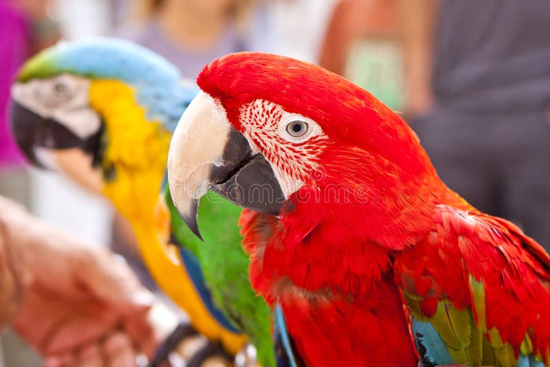 Scarlet Macaw Perch Hello Parrot Stock Photos - Free & Royalty-Free ...