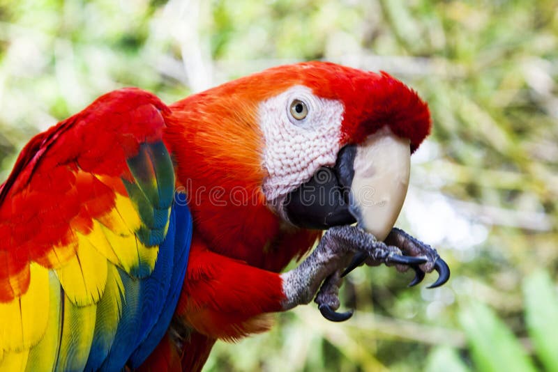 Scarlet Macaw stock photo. Image of nature, colorful - 83256282
