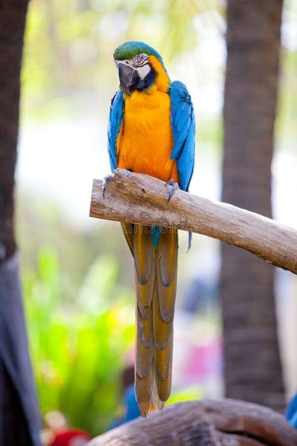 Scarlet macaw stock image. Image of feather, amazon, indonesia - 37444499