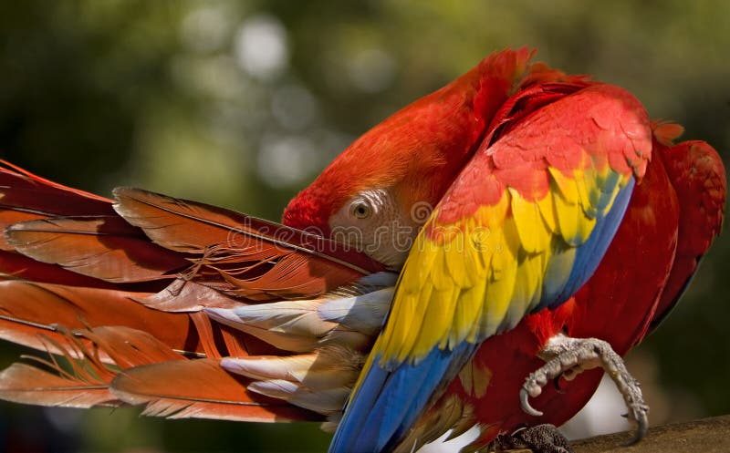 Scarlet Macaw Preening stock image. Image of avian, nature - 5559213