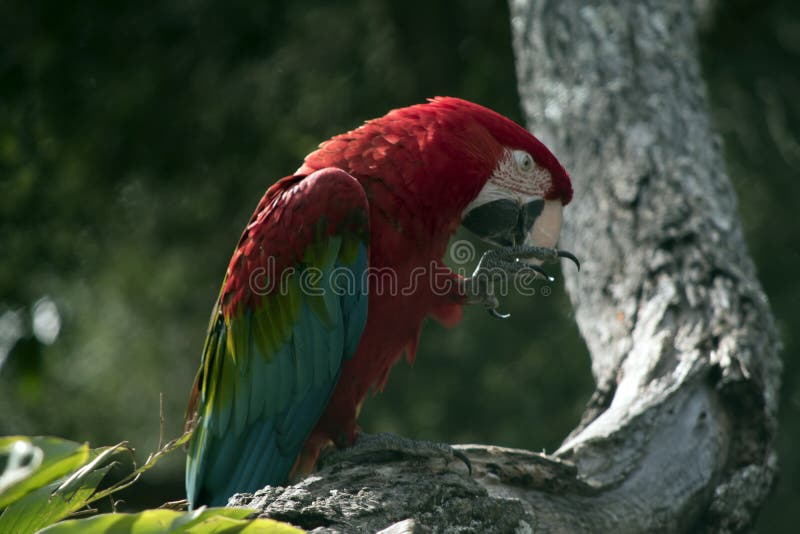 Claws of a scarlet macaw stock image. Image of birding - 178802413