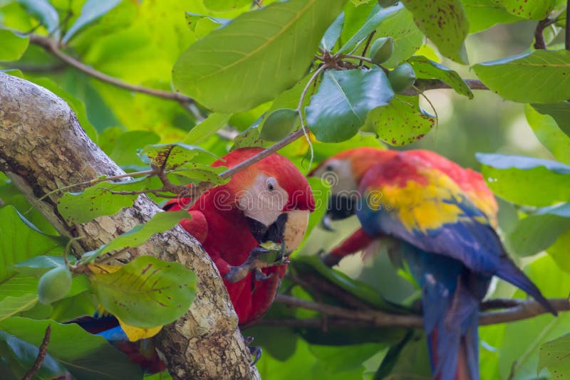 Scarlet Macaw stock photo. Image of black, belly, amazon - 65841272