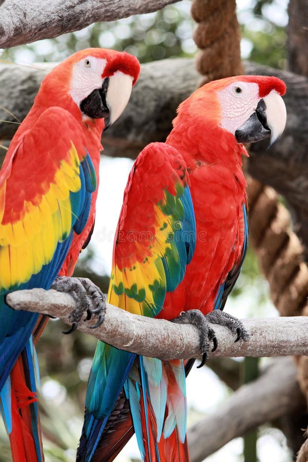 Red and blue macaw stock image. Image of bright, tropics - 25392631