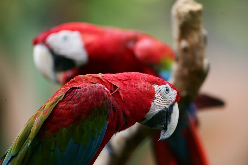 Scarlet Macaws stock photo. Image of scarlet, animal, bird - 4005996