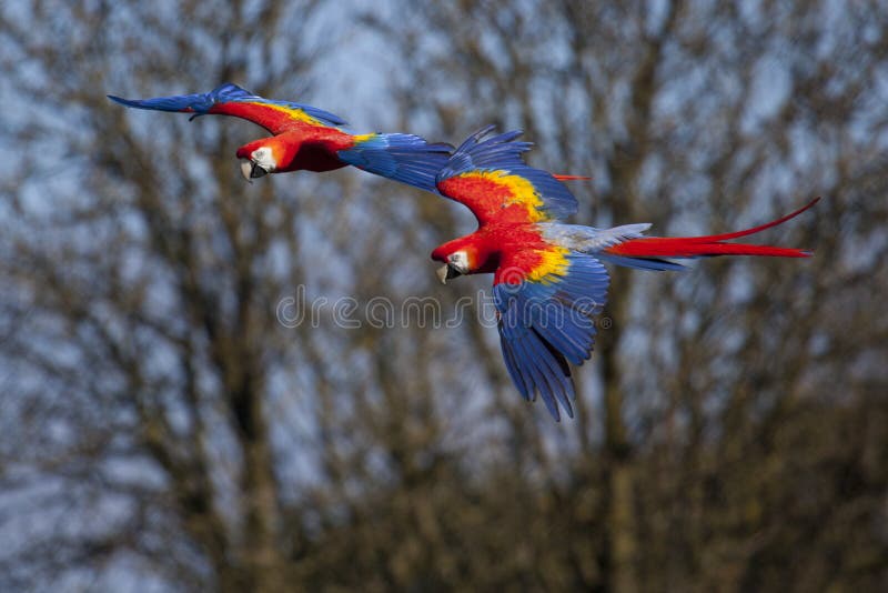Scarlet Macaws in Flight stock photo. Image of flight - 53264520