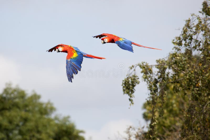 Scarlet Macaws in Flight stock image. Image of animal - 100577259
