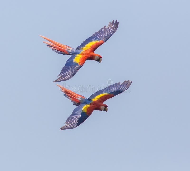 Flying scarlet macaws stock photo. Image of brazil, flying - 44649532