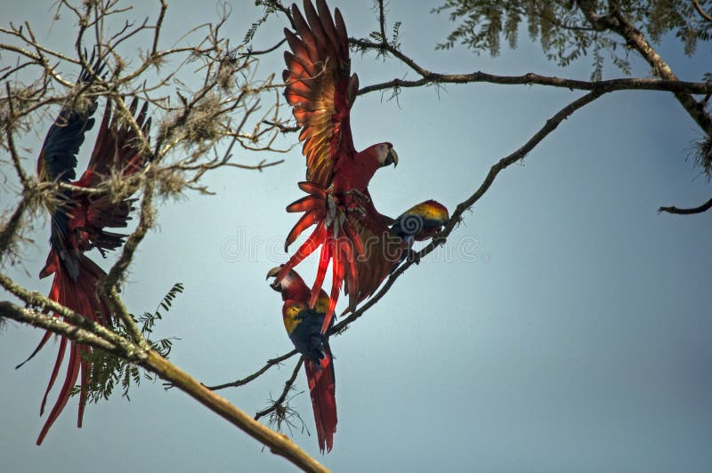 Scarlet Macaws on branches stock photo. Image of exotic - 58277344