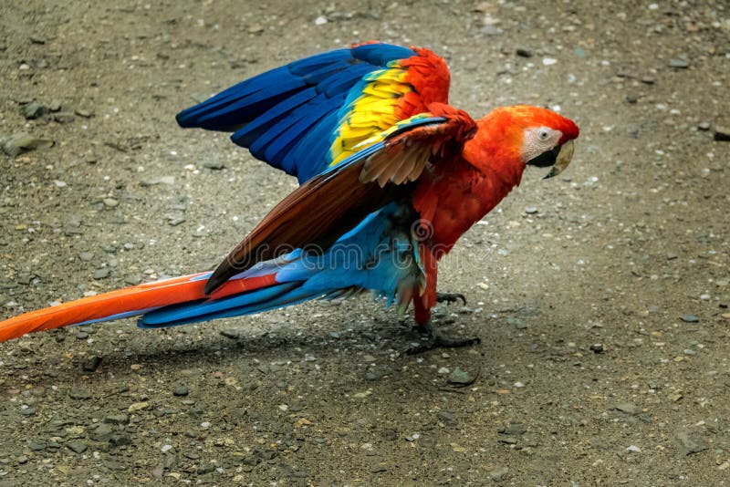 Scarlet Macaws Landing - Copan, Honduras Stock Photo - Image of closeup ...