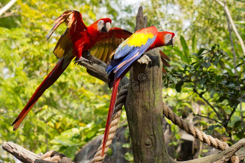 Scarlet Macaw stock photo. Image of chordata, arini, macaw - 50866526