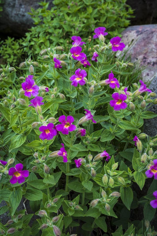 Scarlet monkey flowers stock image. Image of pacific - 34336631