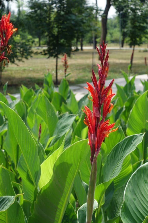 Scarlet Red Flower Stem of Canna Stock Photo - Image of beautiful ...