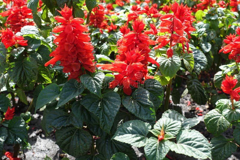 Scarlet Red Flowers of Salvia Splendens Stock Photo - Image of ...