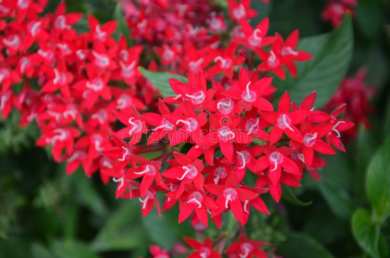 Scarlet Red Flowers stock image. Image of flowers, star - 52613451