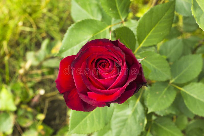 Scarlet Red Rose in Summer Garden Top View Stock Image - Image of ...