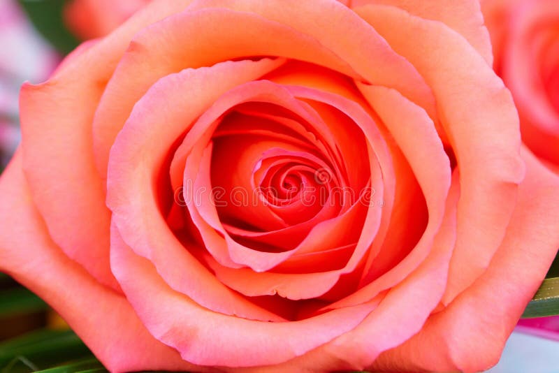 Scarlet rose stock image. Image of colour, saturated - 11960945