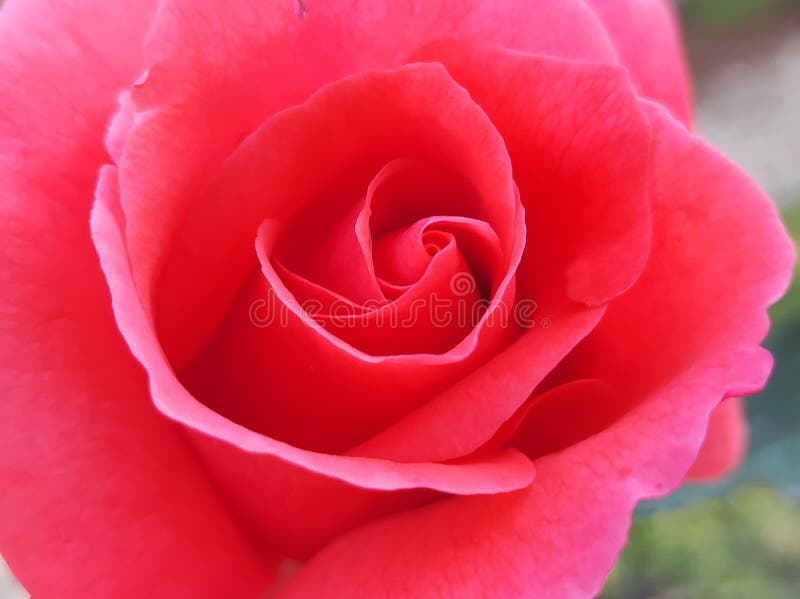 Scarlet Rose Flowers Close Up in Daylight Stock Photo - Image of rose ...
