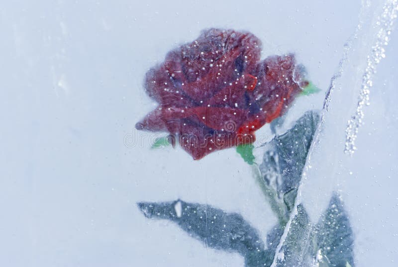 Rose in ice stock photo. Image of hibernate, exposure - 110138662
