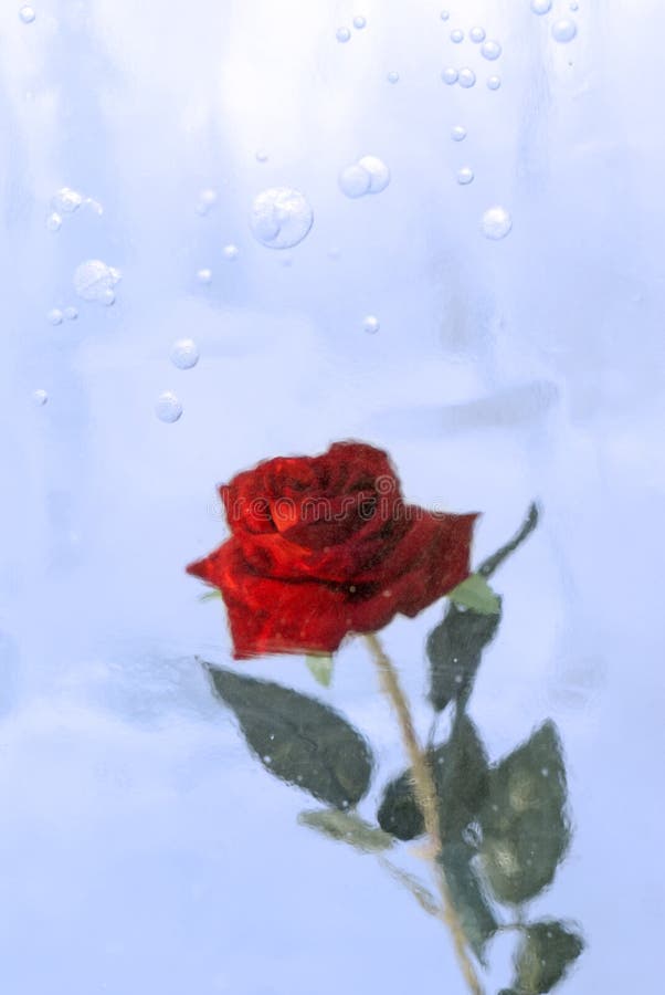 Rose in ice stock image. Image of cooling, allegory - 110031495