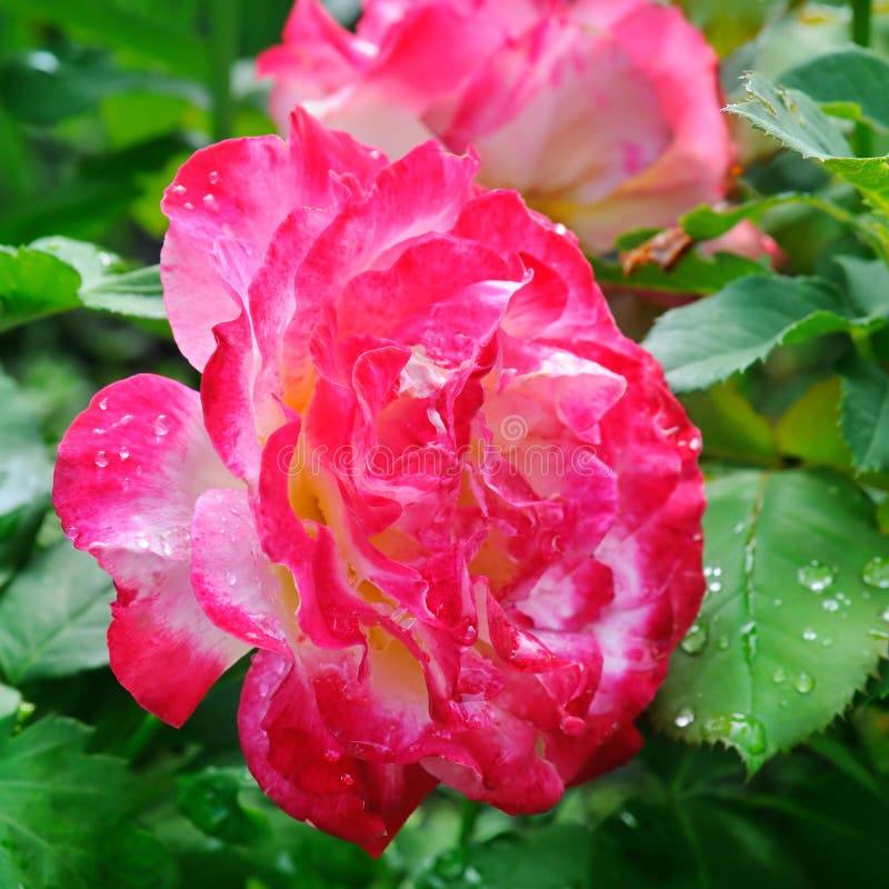Scarlet Rose in the Summer Garden Stock Photo - Image of bloom, leaf ...
