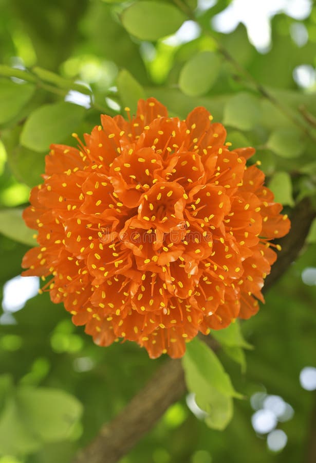 Scarlet Rose of Venezuela stock image. Image of rose - 39845093