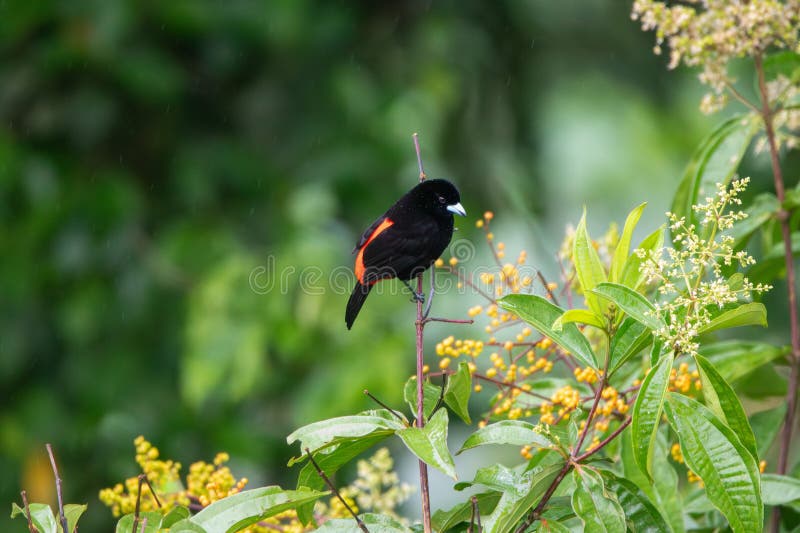 A Scarlet-rumped Tanager in Costa Rica Stock Photo - Image of wild ...