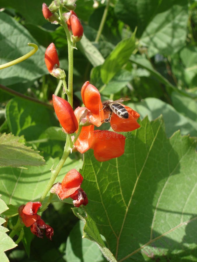 Scarlet Runner Bean Flowers with Bee Stock Image - Image of summer ...