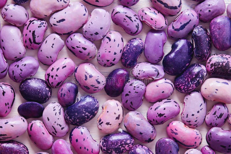 Scarlet Runner Bean stock image. Image of culinary, nutrition - 156561479