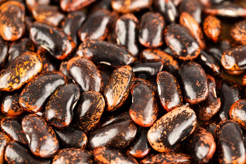 Scarlet runner beans stock photo. Image of vegetable - 166465072