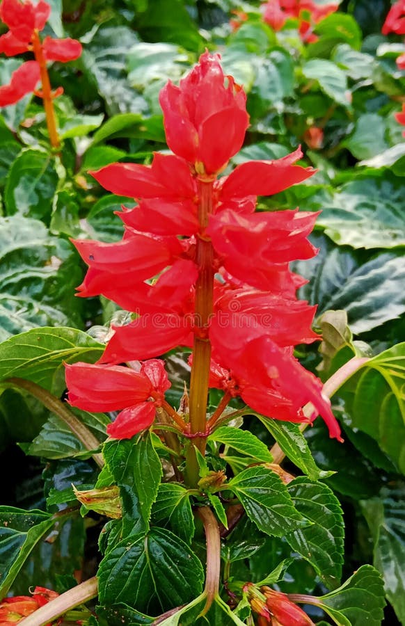 Scarlet Sage Flower Beautiful Image India Stock Image - Image of india ...