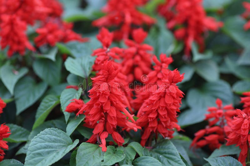 A Scarlet Salvia Bloom on the Flower Bed Stock Image - Image of growth ...