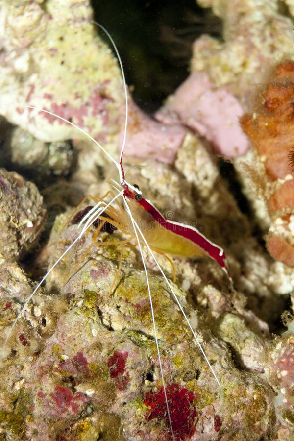 Scarlet Skunk Cleaner Shrimp Stock Photo - Image of scarlet, lysmata ...