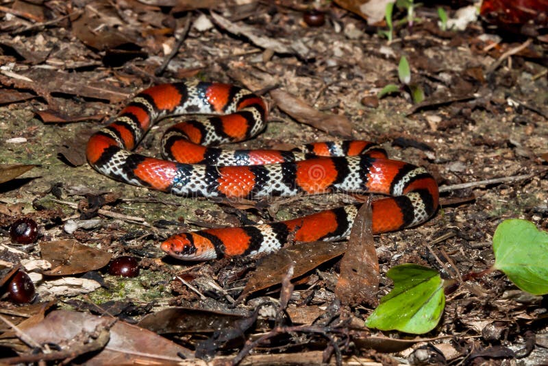 Scarlet Snake Cemophora Coccinea Stock Photo - Image of habitat ...