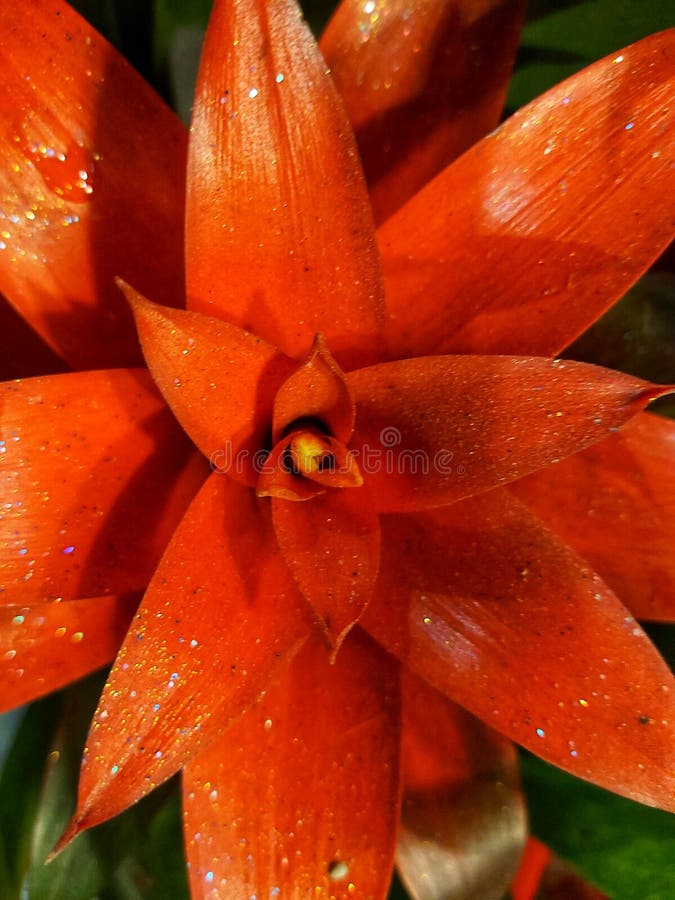 Scarlet Star Flowers Bloom Bright Red Stock Image - Image of star ...