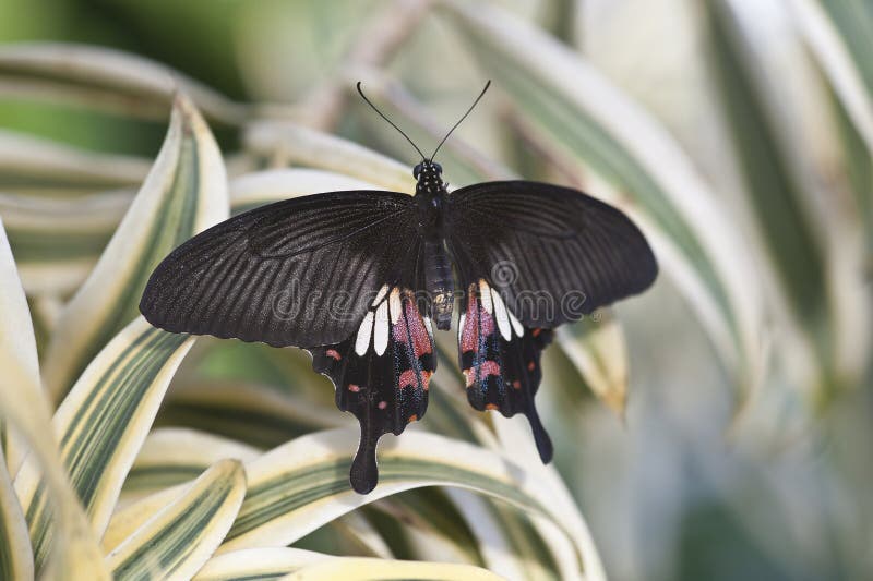 Scarlet Swallowtail Butterfly Stock Photo - Image of diurnal, insect ...