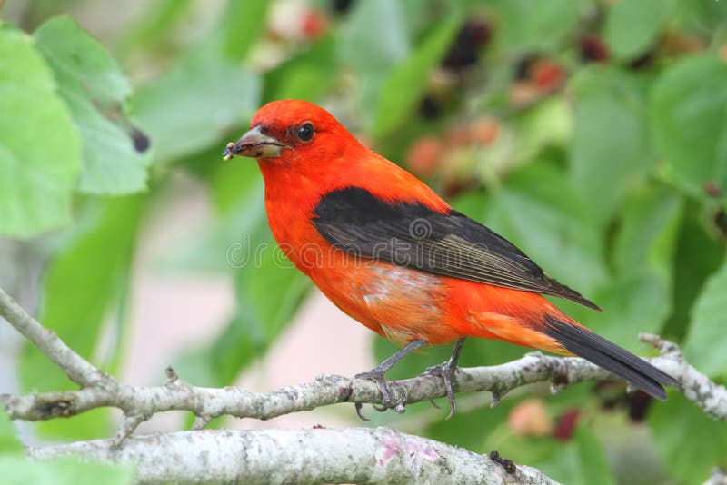 Scarlet Tanager stock image. Image of perching, nature - 9898493