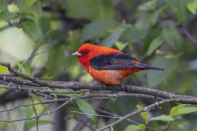 Scarlet Tanager bird stock image. Image of birds, columbia - 250039485