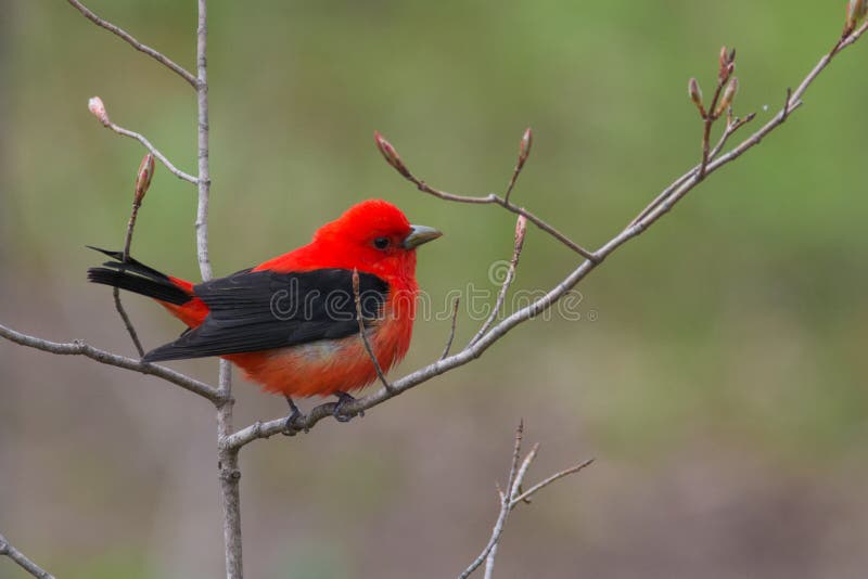 Scarlet Tanager stock photo. Image of scarlet, wildlife - 45361734