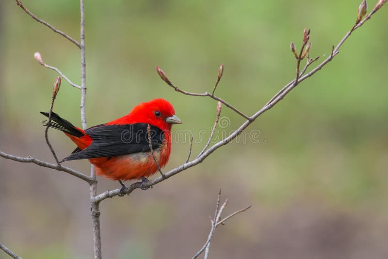 Scarlet Tanager stock image. Image of branch, flying - 52515021