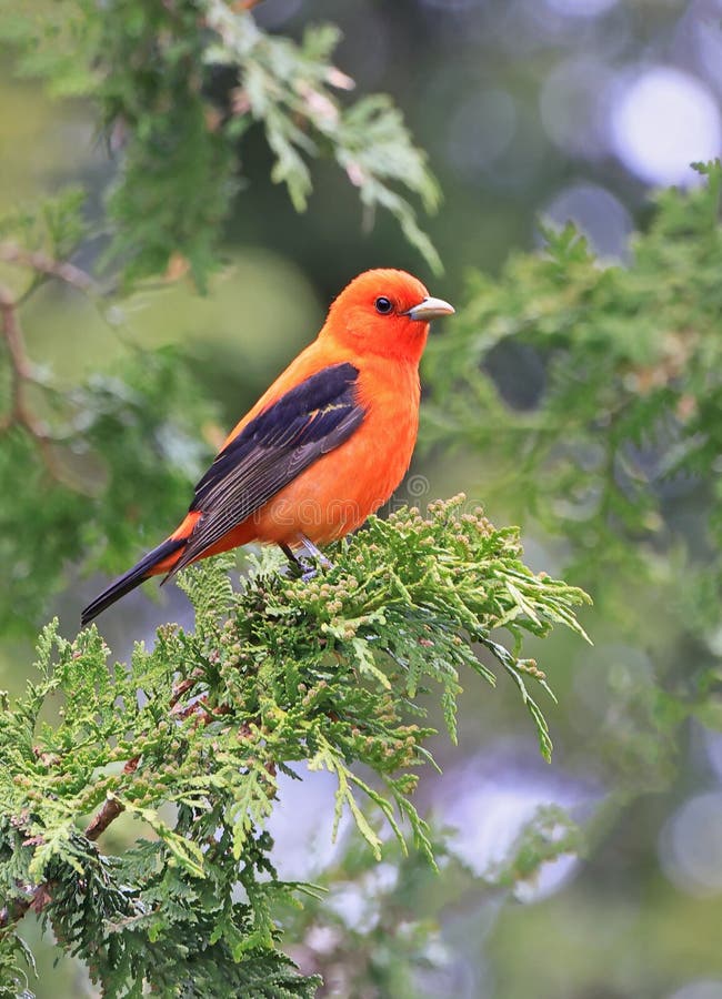 Scarlet Tanager Perching on Branch Tree Stock Photo - Image of outdoor ...