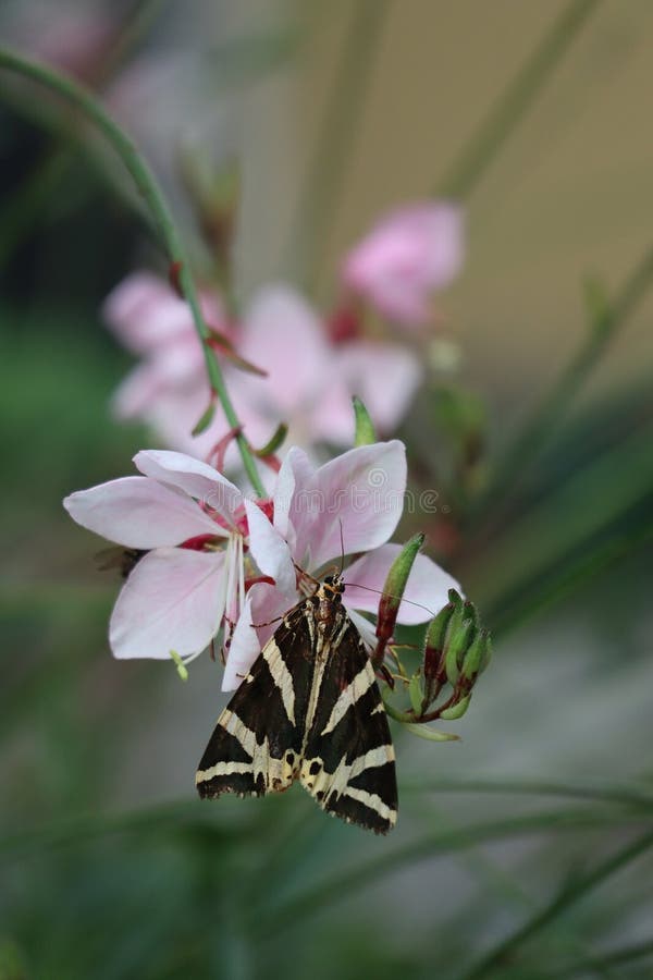 Scarlet Tiger Moth on Pink Gaura Stock Image - Image of nature, jersey ...