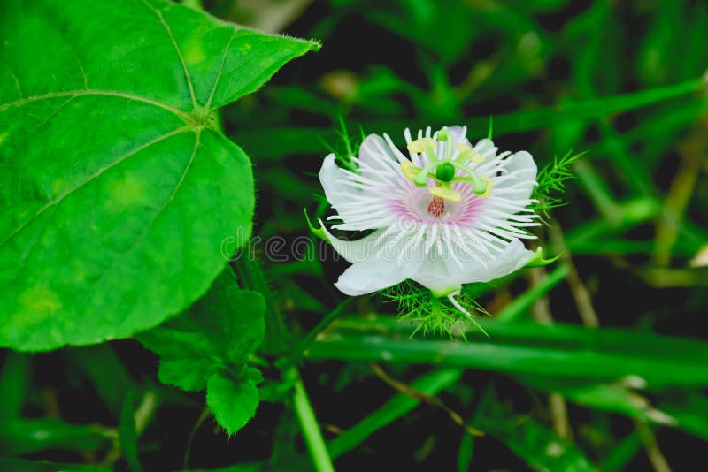 Scarletfruit stock image. Image of blue, grow, leaf, blossom - 79087177