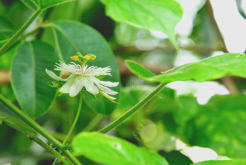 Scarletfruit stock image. Image of blue, leaf, closeup - 79344329
